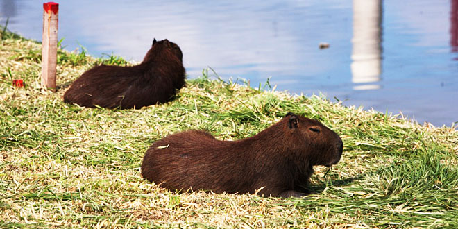 Atletas da Shimano participam de passeio ciclístico pela despoluição do ...